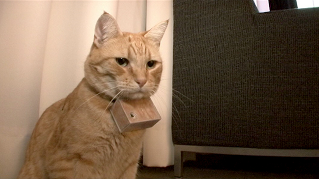 Cooper, Cat Photographer | seattlechannel.org